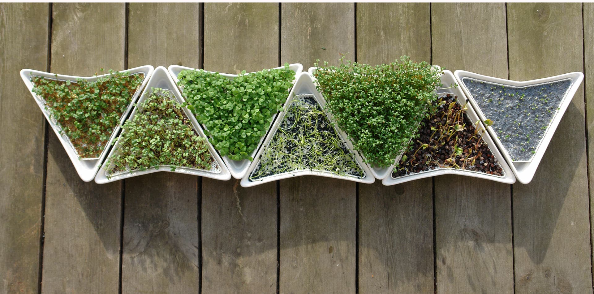 3 Ceramic Sprouters, Microgreen Tray, Sprout Kit, Germination Kit - Etsy