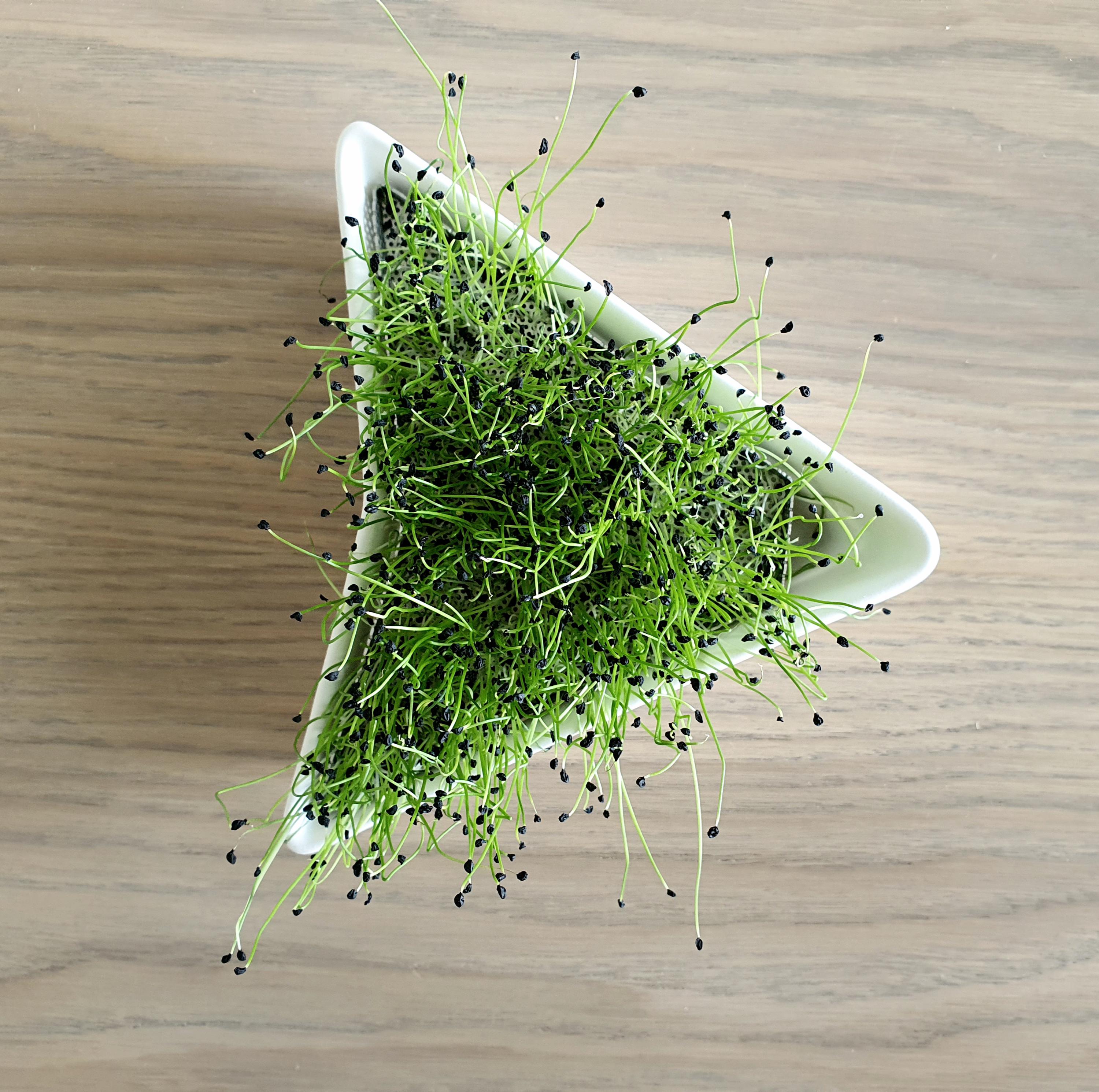 Ceramic Sprouter for Growing Sprouts | Microgreens Grower | Indoor Herb ...