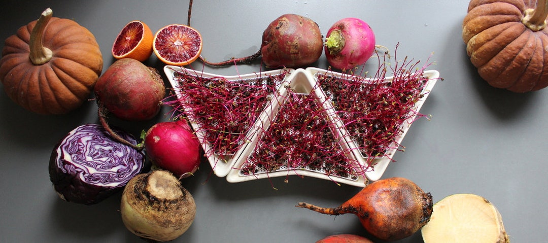 Ceramic Sprout Tray, Microgreen Growing Kit, Steel Strainer - Etsy