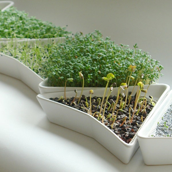 Sprout Decoration - Etsy