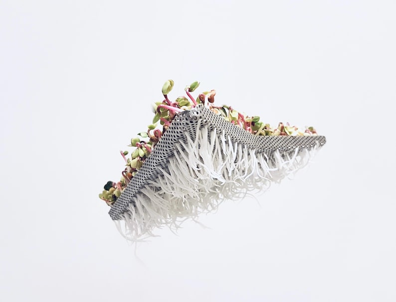 Ceramic Sprouter for Growing Sprouts | Microgreens Grower | Indoor Herb ...