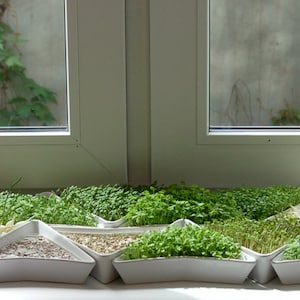 3 Ceramic Sprouters, Microgreen Tray, Sprout Kit, Germination Kit - Etsy