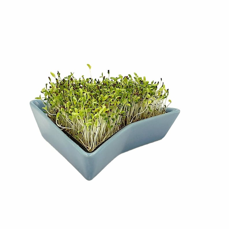 Blue Sprouters, Sprouting Box, Sprouting Vessel, Sprouting Container - Etsy