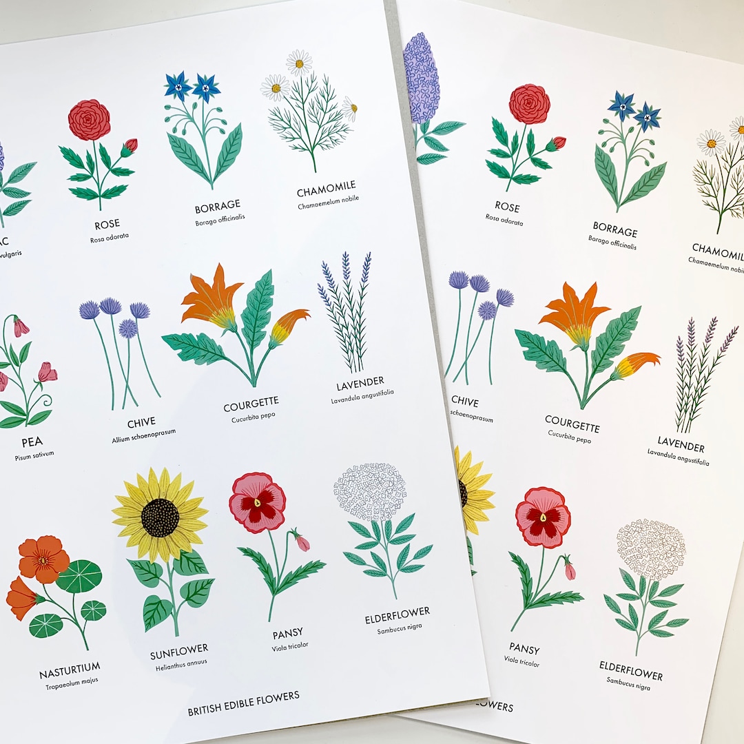 Edible Flower Chart (A3) | Floral Wall Art | Botanical Painting ...