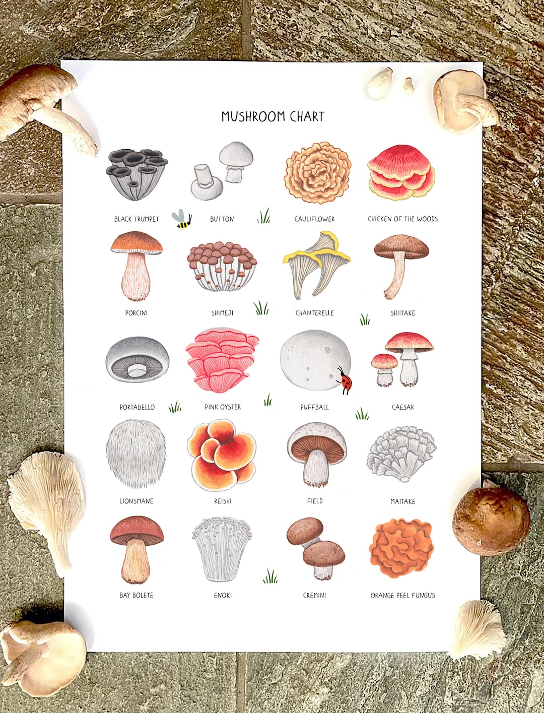 Mushroom Chart (A3) | Fungi Wall Art | Nature Home Decor | Cute ...
