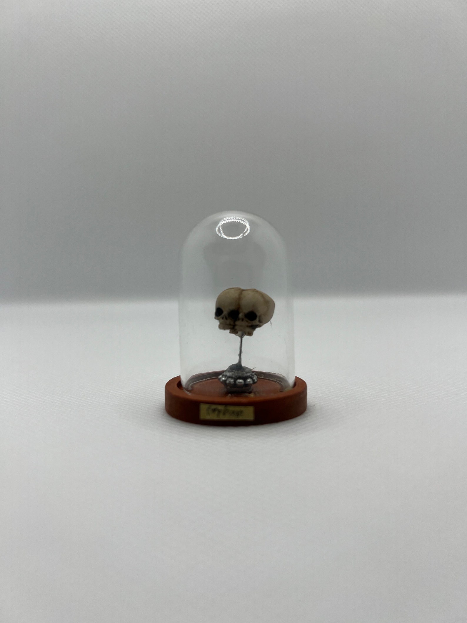 1:12th Scale Conjoined Twins Skull in Bell Jar - Etsy