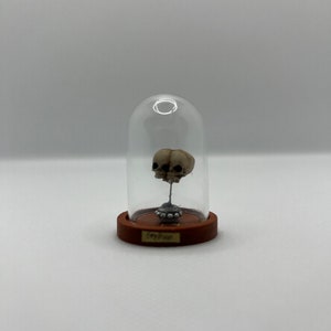 1:12th Scale Conjoined Twins Skull in Bell Jar - Etsy