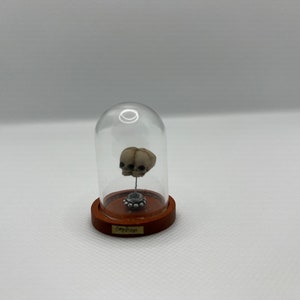 1:12th Scale Conjoined Twins Skull in Bell Jar - Etsy