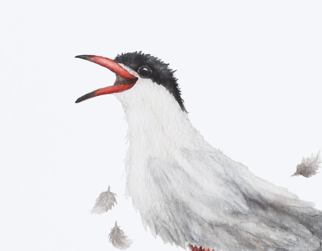 Tern Original Art Hand Painted Seabird Coastal Watercolour Painting - Etsy