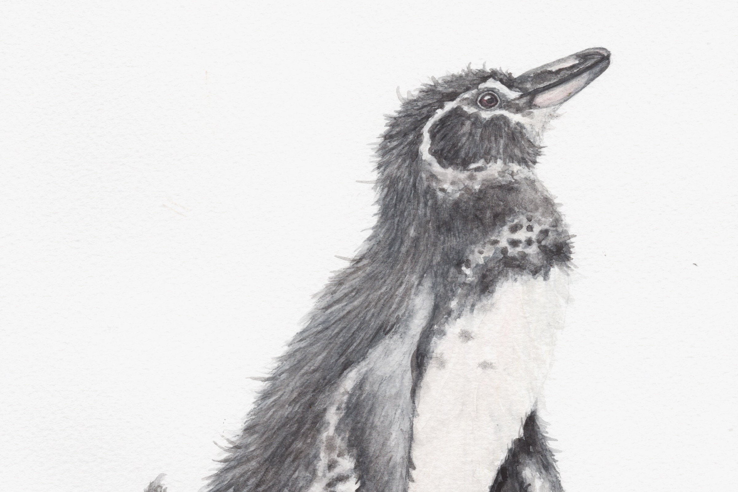Galapagos Penguin Original Art Birthday Gift Watercolour | Etsy