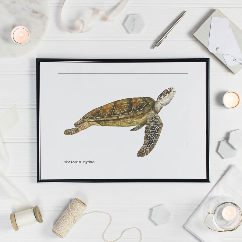 Green Turtle Art Print Gallery Wall Wildlife Wall Art - Etsy
