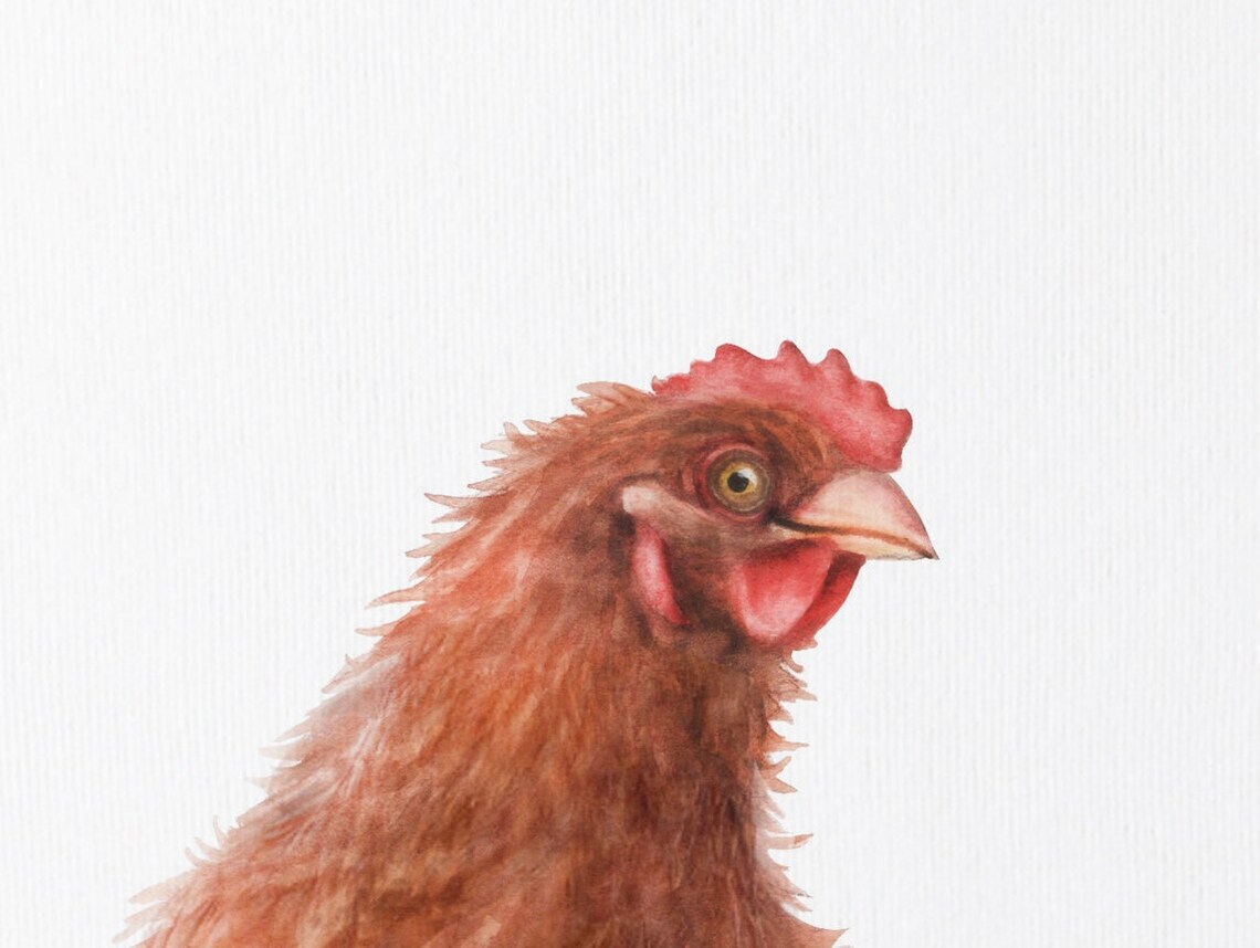 Rhode Island Red Chicken Original Art Hen Keeper Gift - Etsy UK