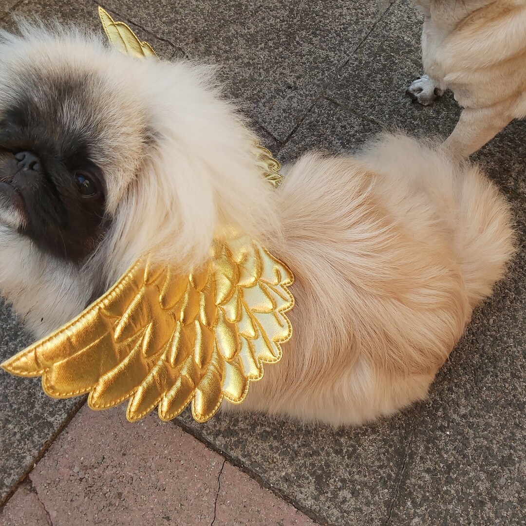 MEDIUM Gold Plush Dog Pet Angel Wings Christmas Holiday Party - Etsy