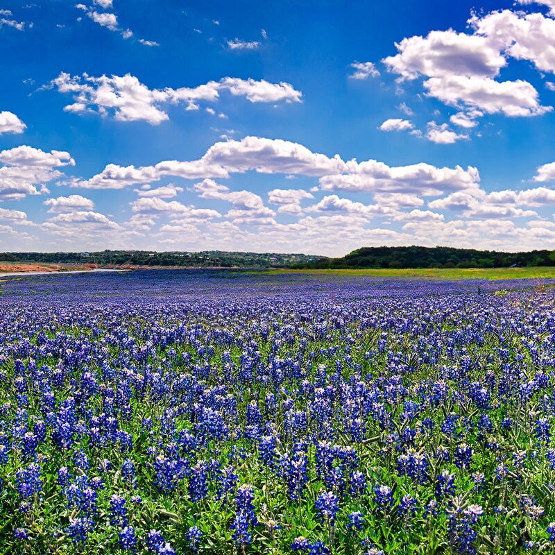 40x20 Framed Art - Etsy