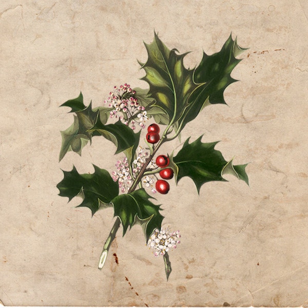 Holly and Mistletoe - Etsy