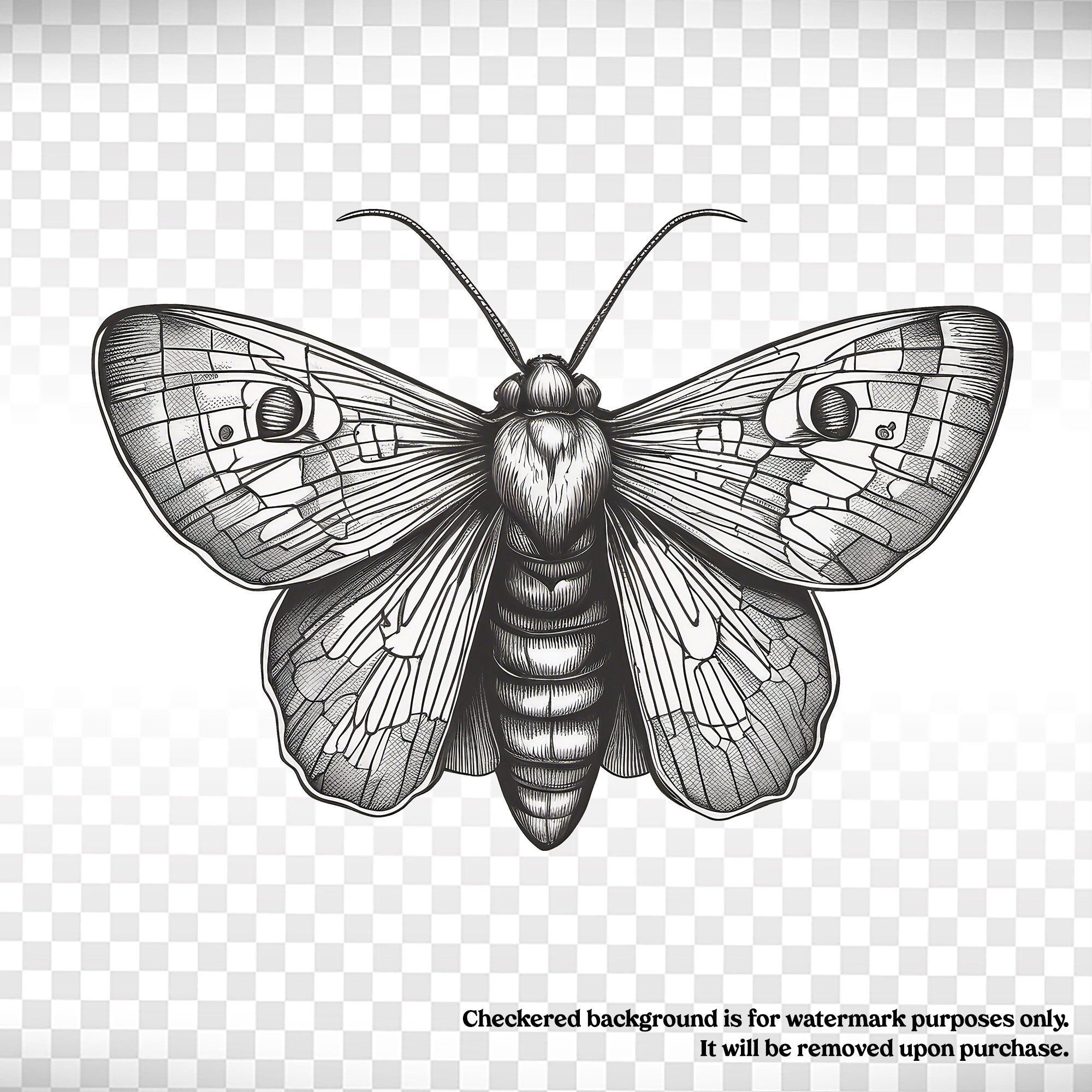 Digital Vintage Moth Clipart Antique Engraving PNG - Etsy