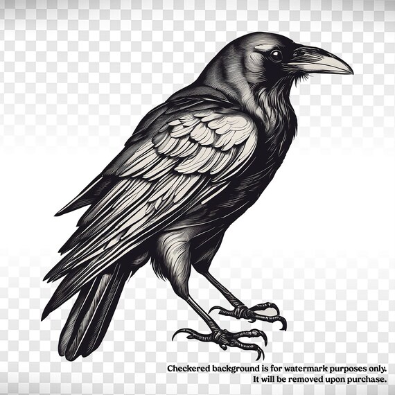 Download High Quality Crow Clipart Halloween Transparent Png Images