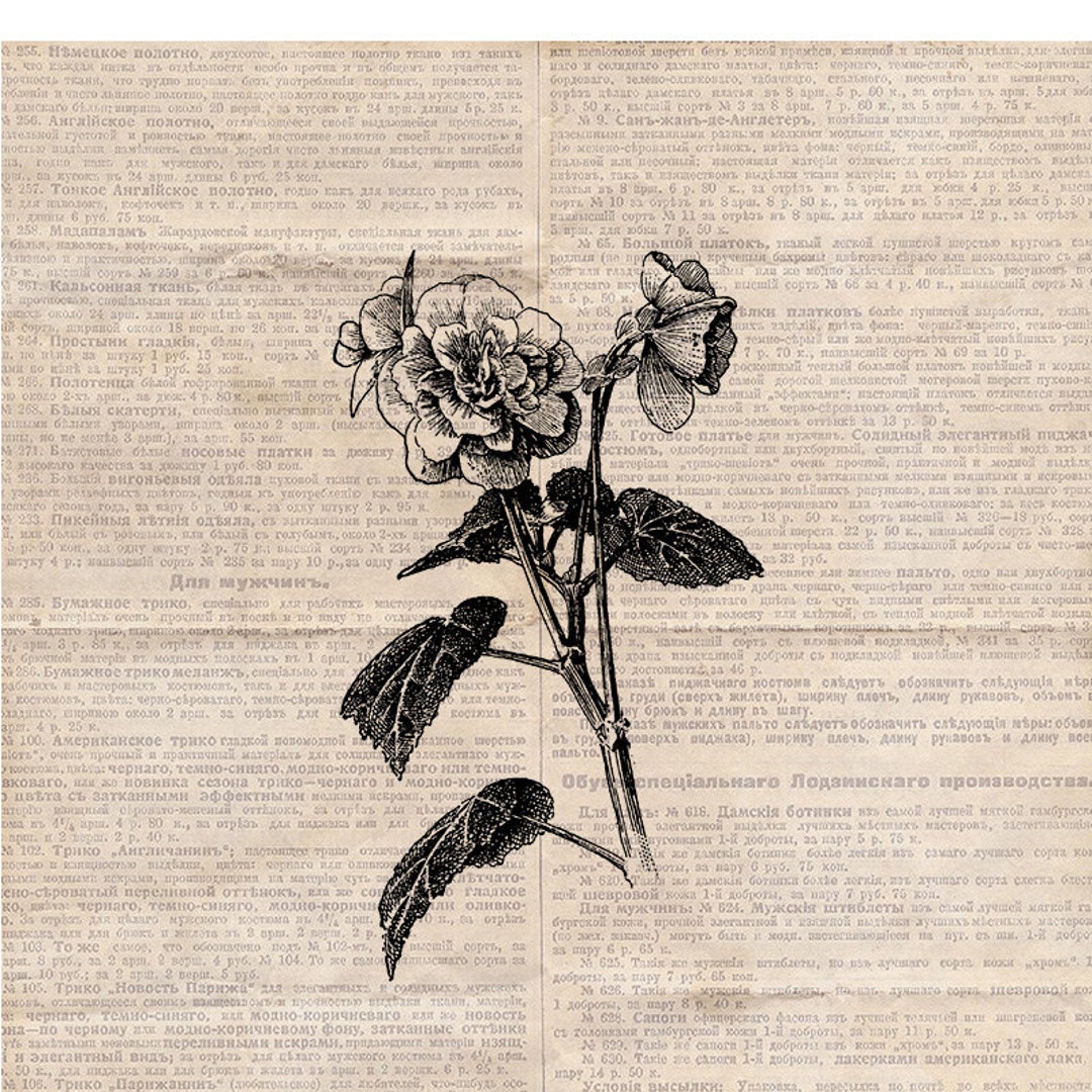 Botanical Flowers Plant Digital Floral Graphic Botanical Illustration ...