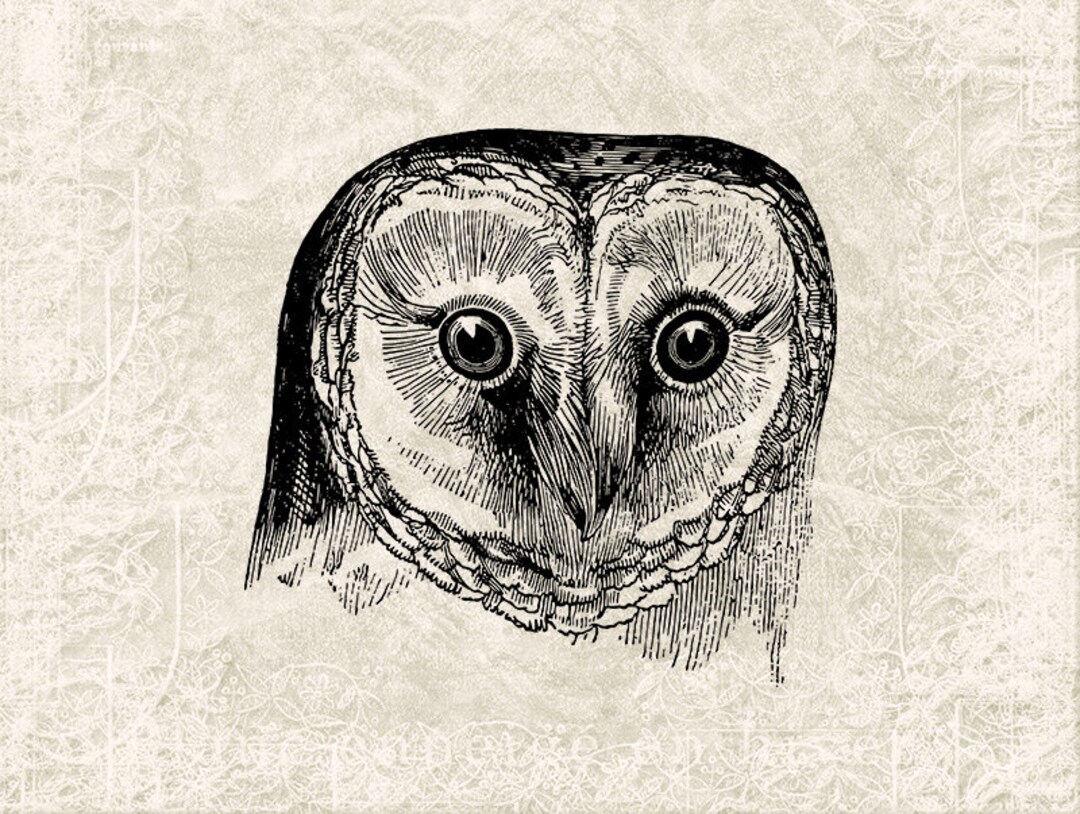 Owl Vintage Illustration Owl Digital Printable Art - Digital Vintage ...