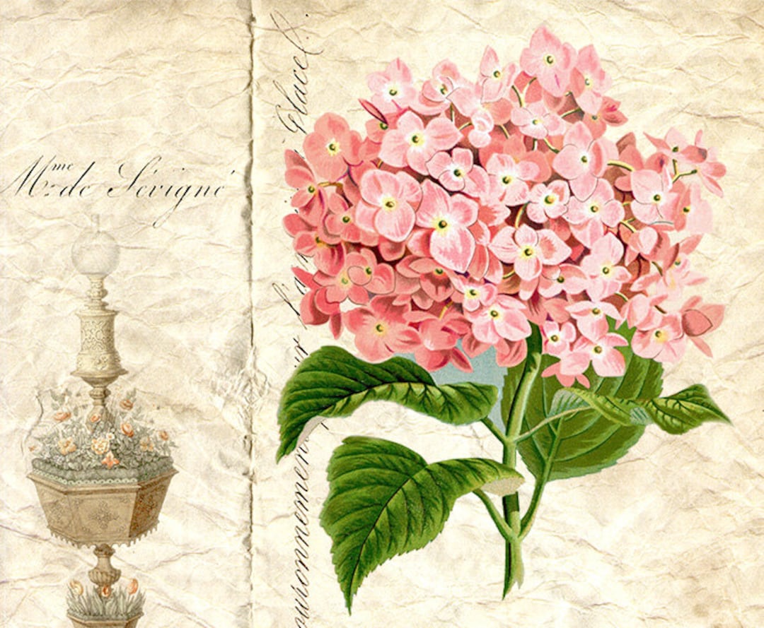 Vintage Botanical Flower Plant - Color Digital Download Flower Floral ...