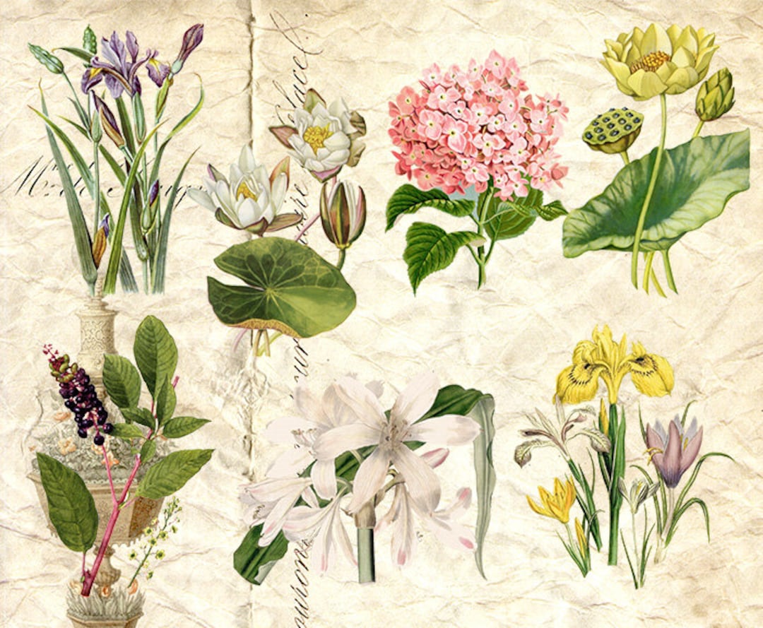 Digital Collage Sheet - Vintage Color Botanical Prints Flower and ...