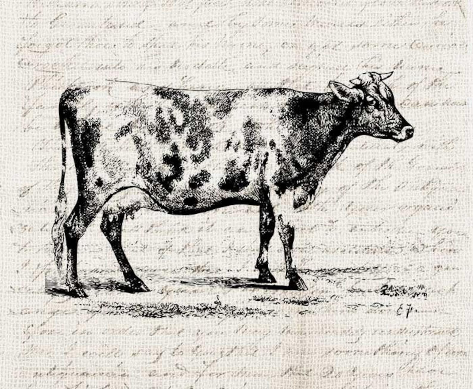 Kitchen Cow Art Download Antique Old Cow Graphic - Kitchen Art Frame It ...