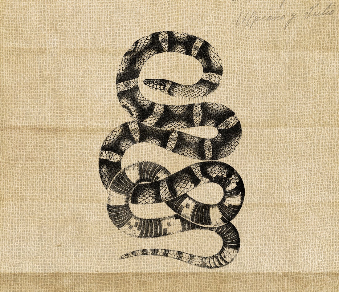 Vintage Snake Illustration