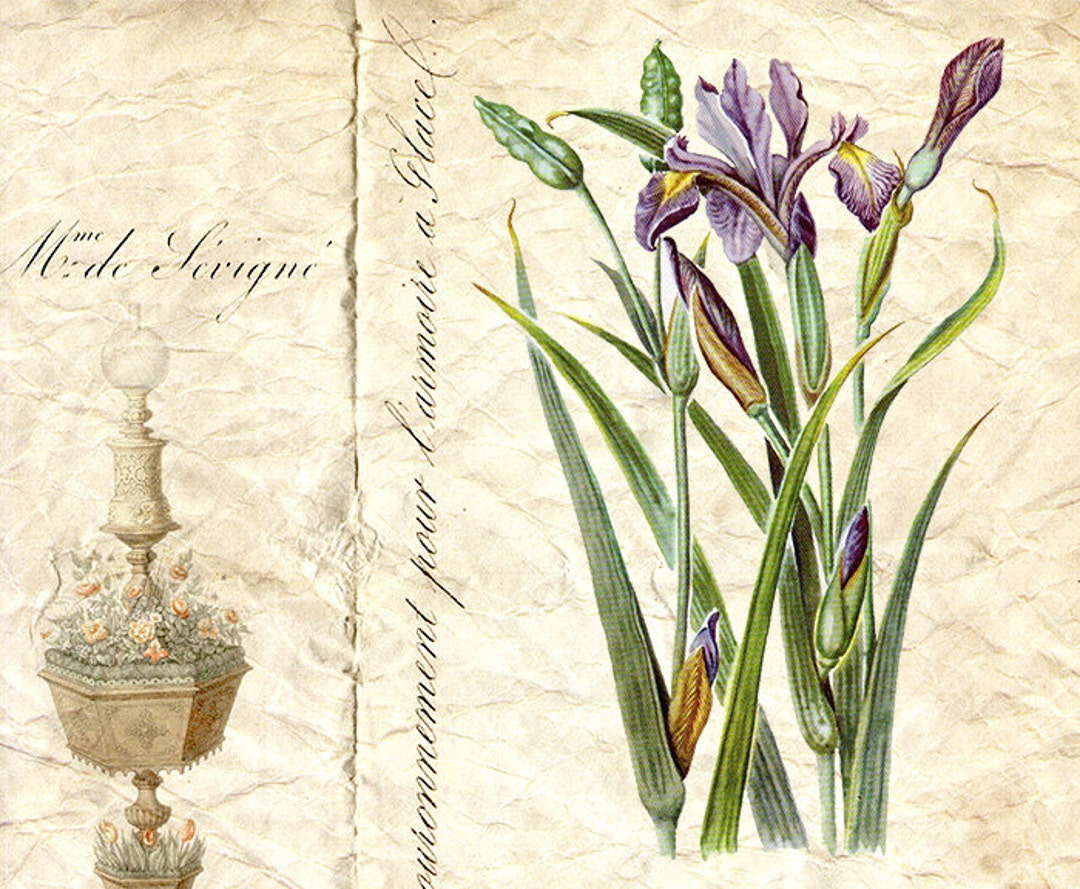 Vintage Botanical Flower Plant - Color Digital Download Flower Floral ...