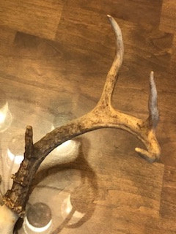 Antlers : 7 point Buck - Central Texas Deer Antlers … - Gem