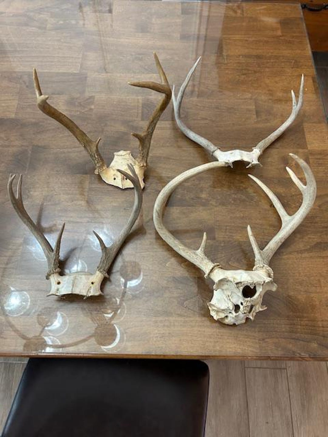 Deer Antlers : Lot of "4" Small Central Texas Deer Antler Racks. Very ...