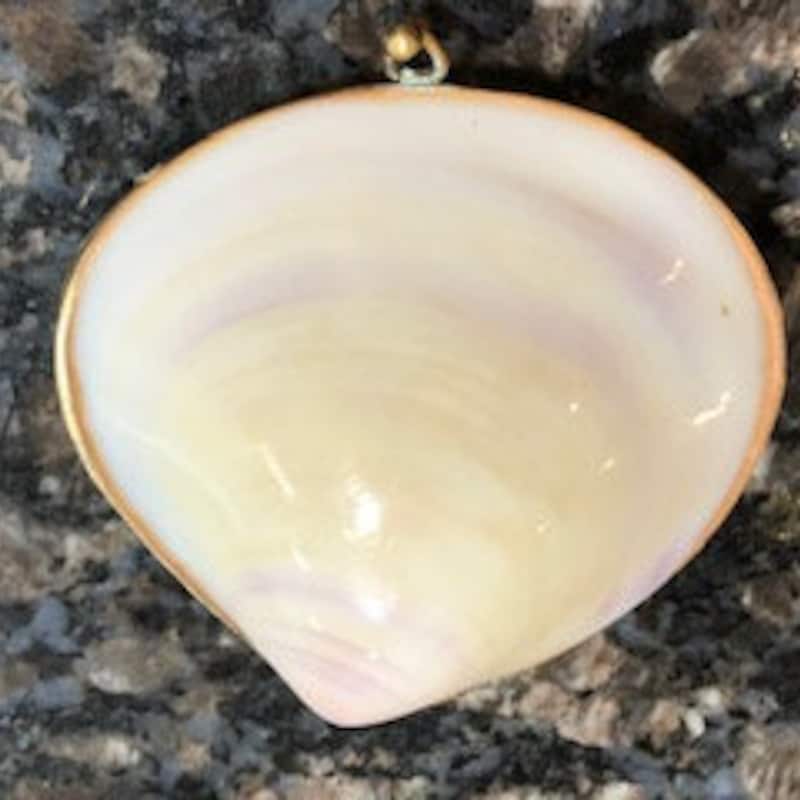 Shell Coin Purse - Etsy