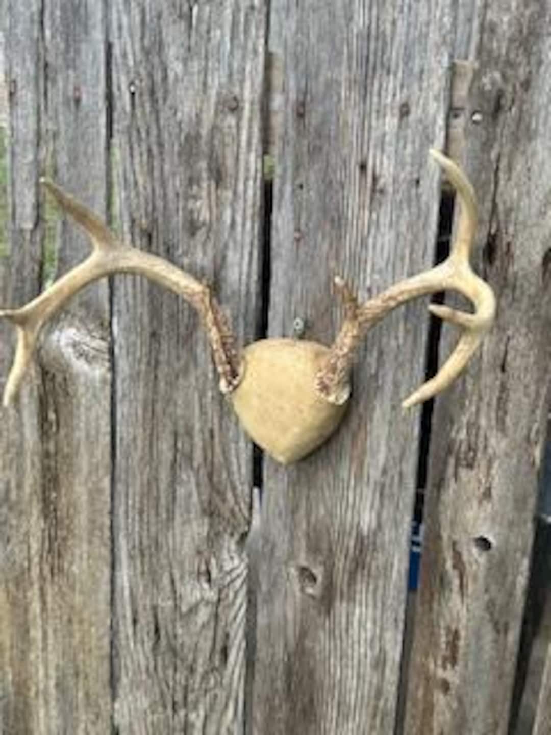 Deer Antlers : Authentic 8 Point Central Texas Deer Antlers - 14 ...