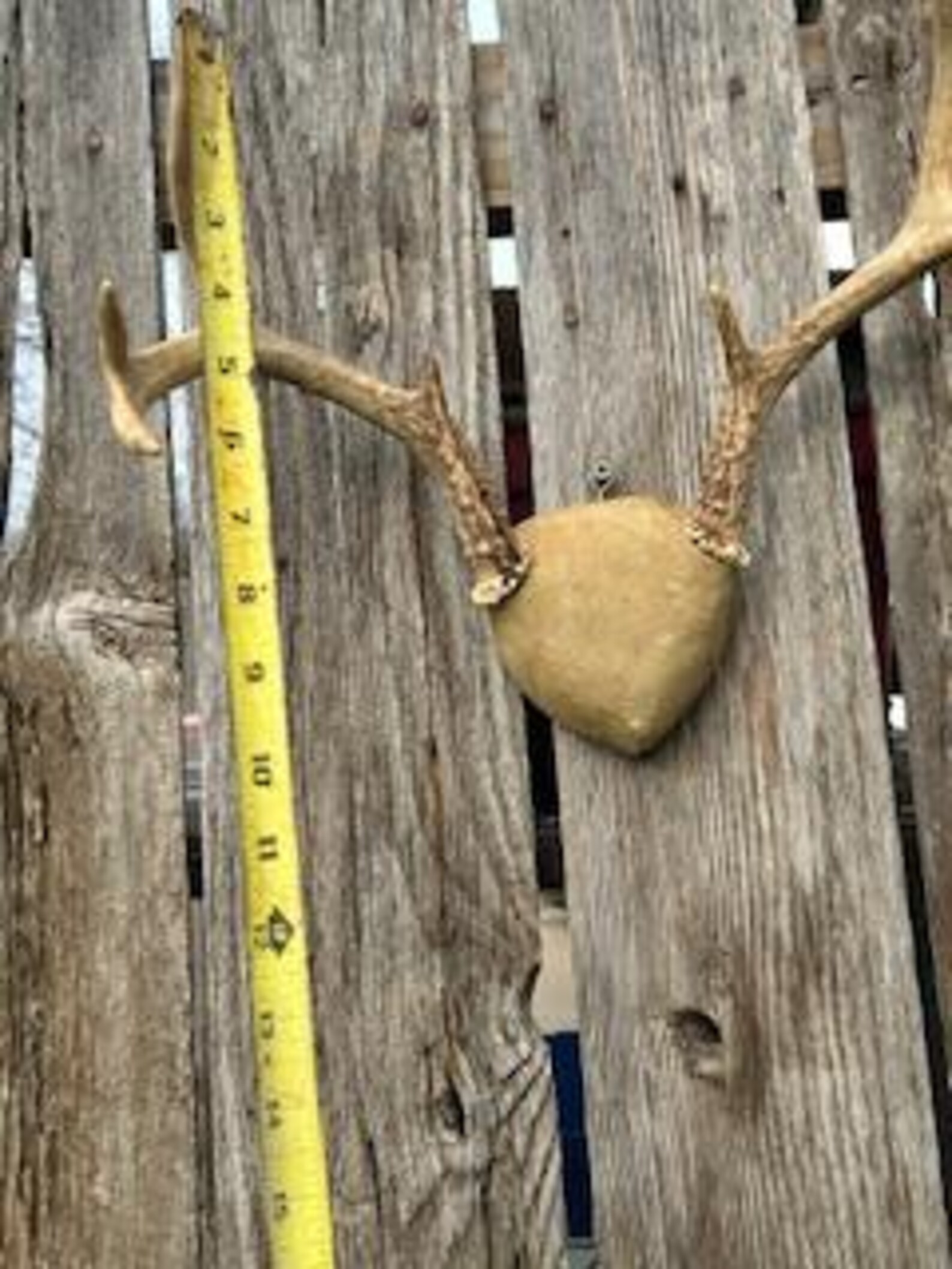 Deer Antlers : Authentic 8 Point Central Texas Deer Antlers - 14 ...