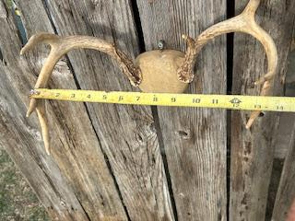 Deer Antlers : Authentic 8 Point Central Texas Deer Antlers - 14 ...