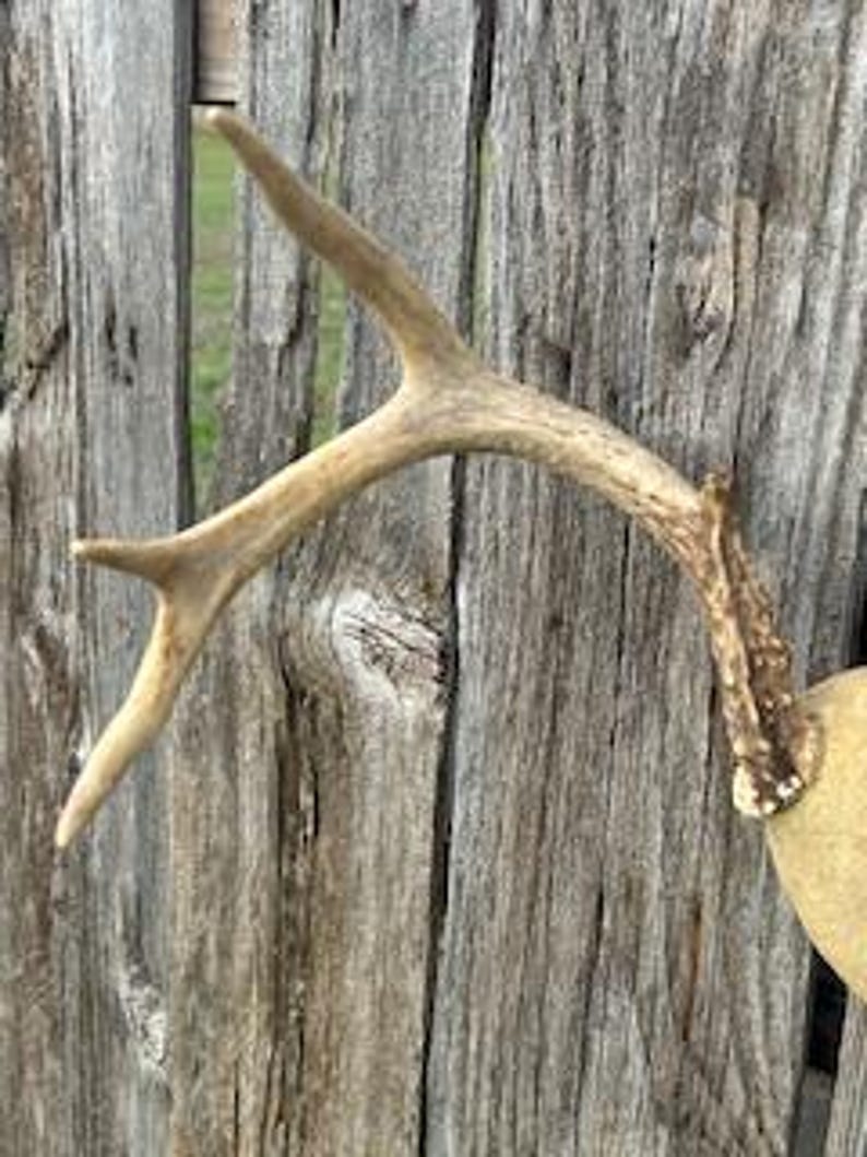 Deer Antlers : Authentic 8 Point Central Texas Deer Antlers - 14 ...