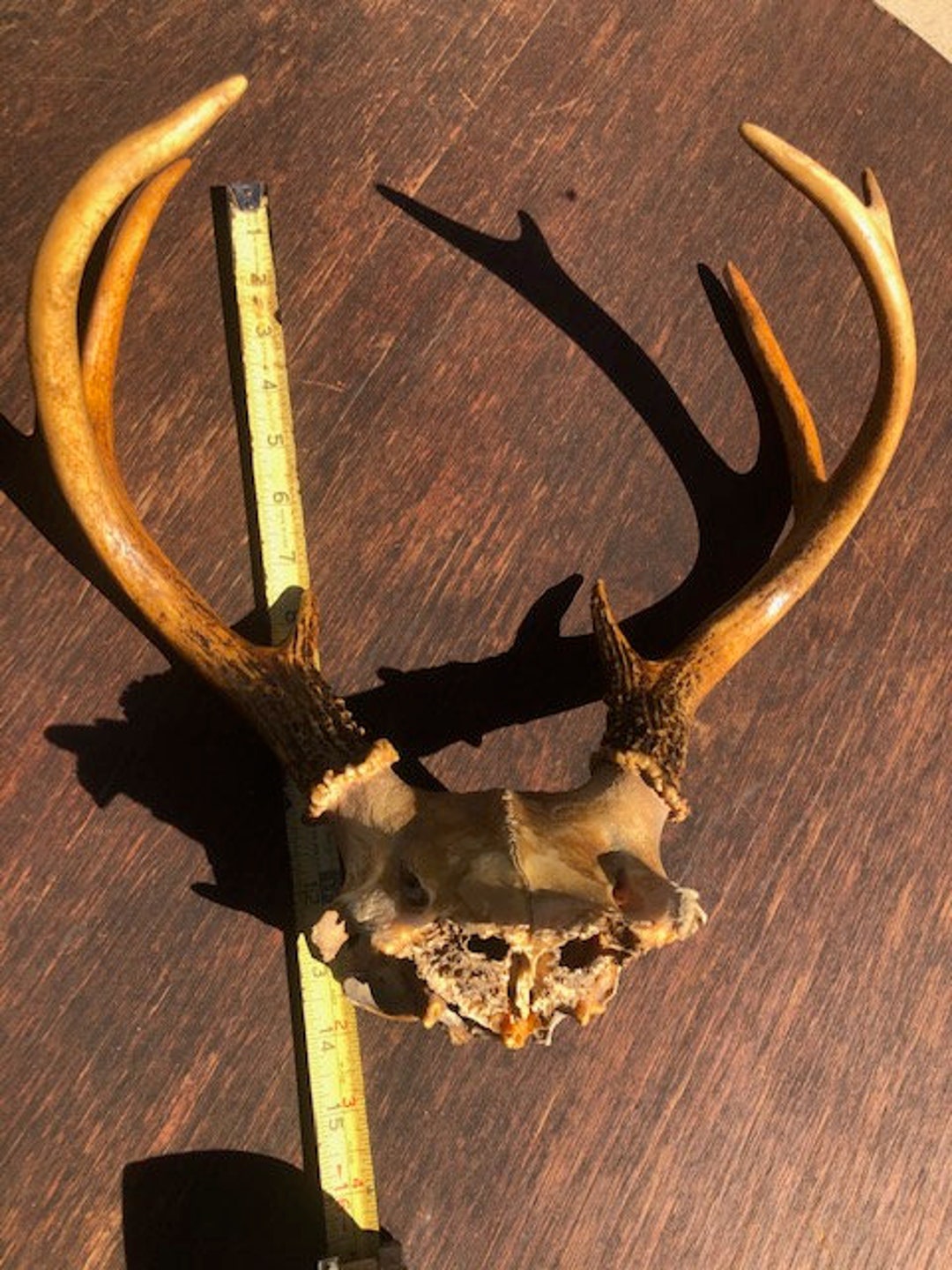 Antlers : 7 Point Vintage Central Texas Deer Antlers - Etsy