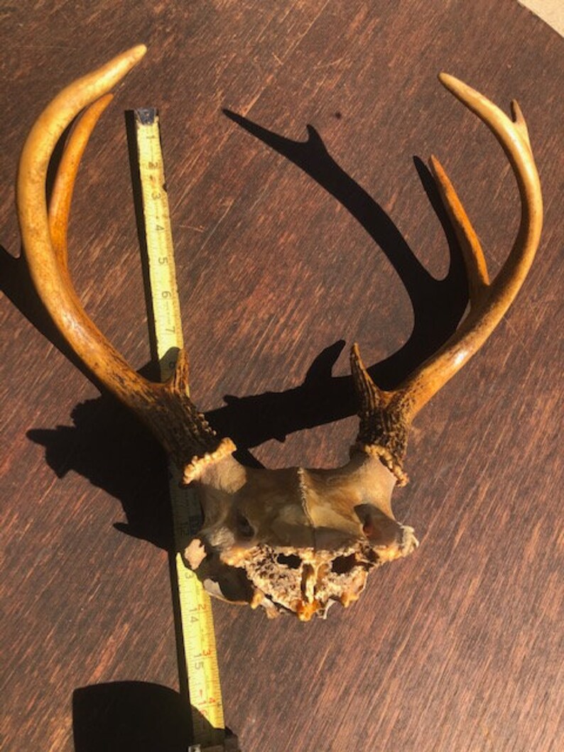 Antlers : 7 Point Vintage Central Texas Deer Antlers - Etsy