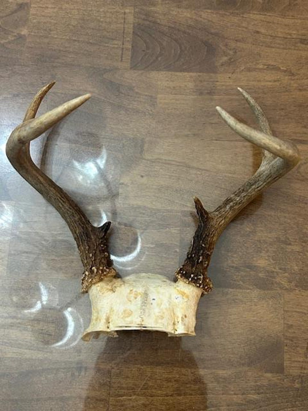 Deer Antlers : Very Nice Small 6 Point Central Texas Deer Antlers ...