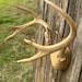 Deer Antlers : Authentic 8 Point Central Texas Deer Antlers - 14 ...