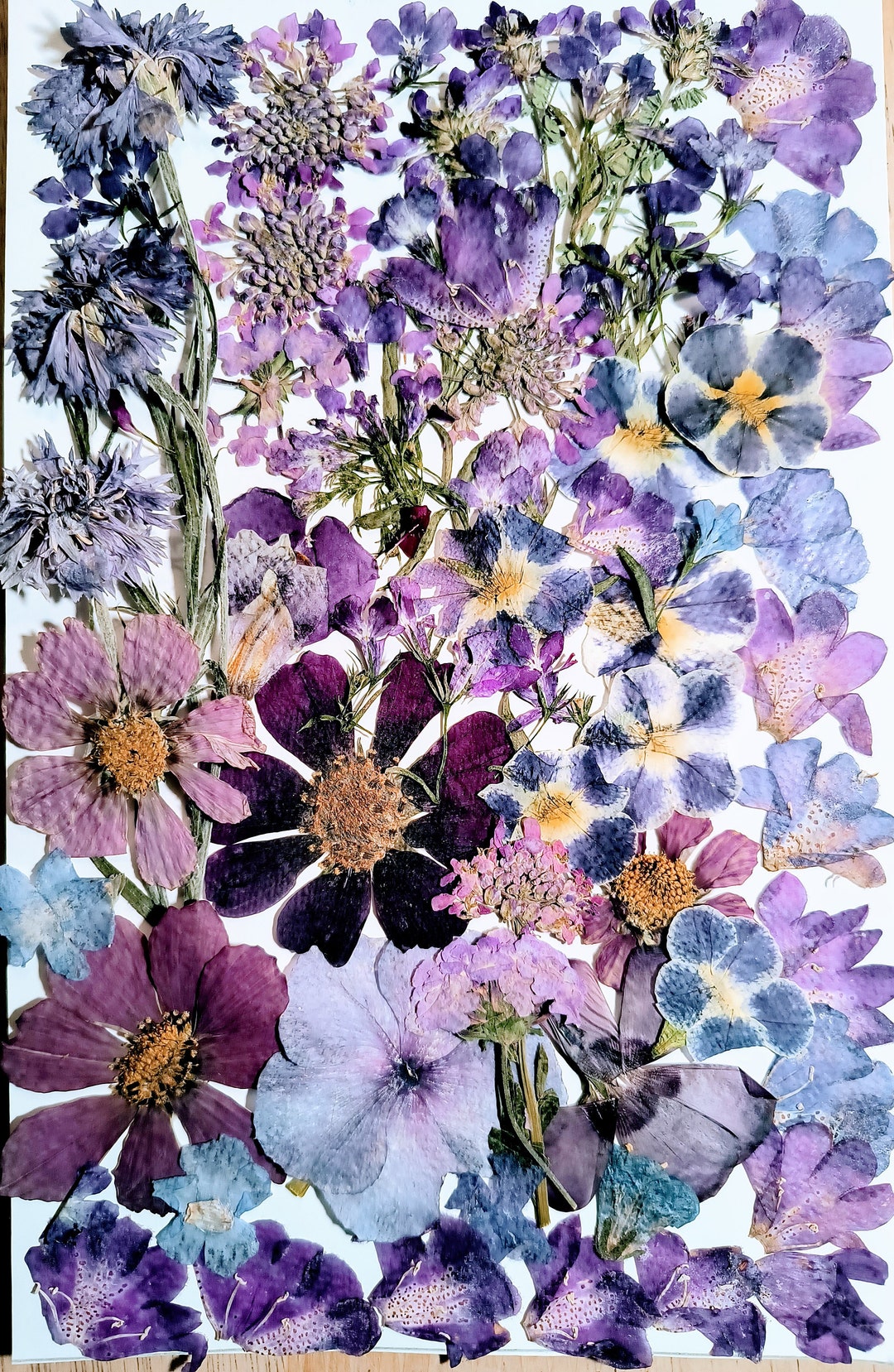 6' X 9 Purple Pressed Flower Collection. Organically Grown Flowers of ...
