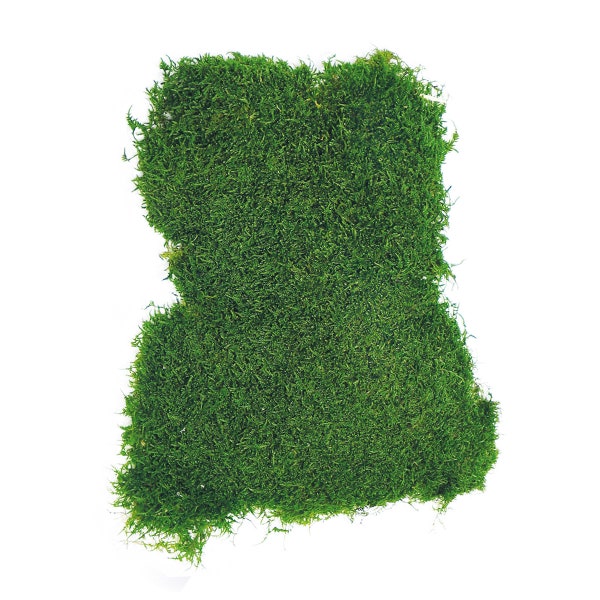 Green Sheet Moss - Etsy