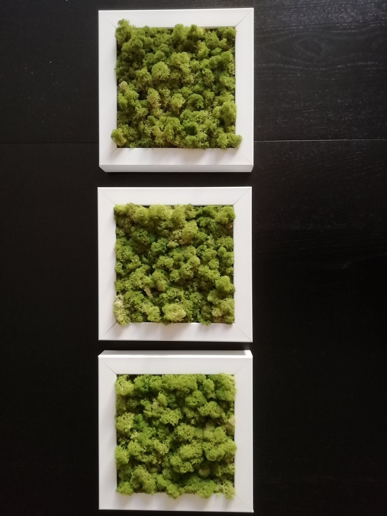 Moss Frame Wall Decorlichen Frame Moss Wall Decor Moss Art - Etsy