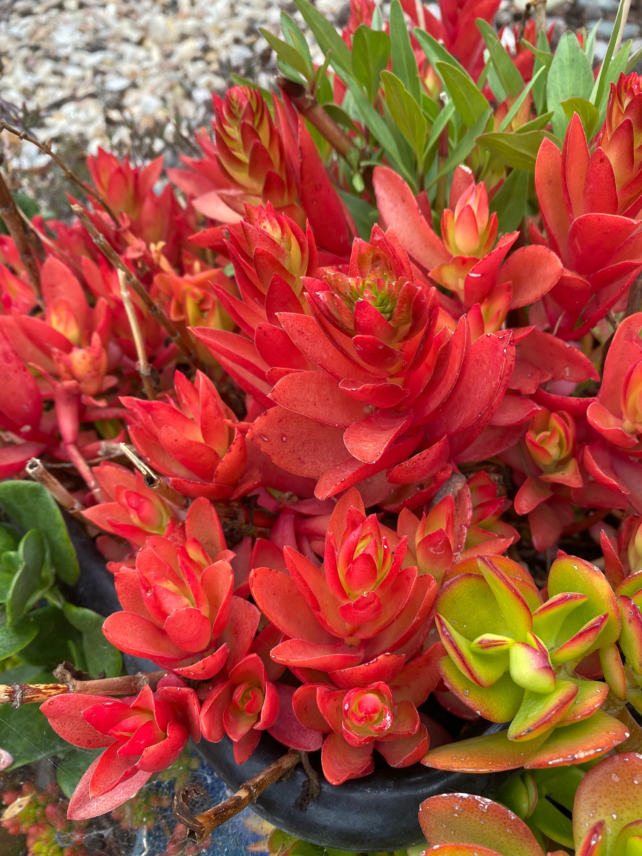 RARE Crassula Capitella 'campfire' Jade Succulent- HYBRID - Etsy