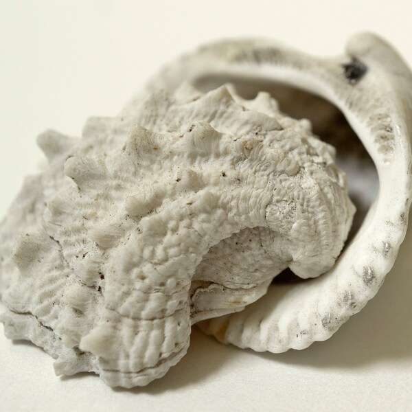 Sanibel Island Shell Art - Etsy