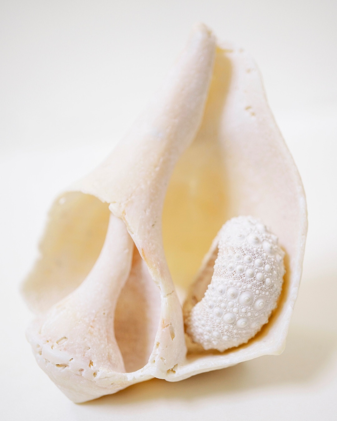 Shell Photograph of Welk Shell and Sea Urchin, Two Shells Picture, Fine ...