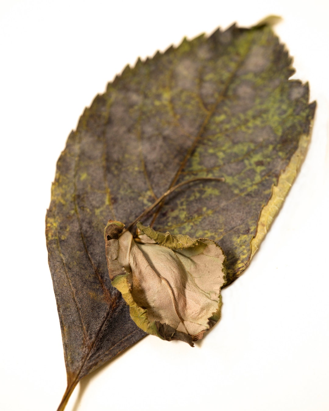 Two Leaves Fine Art Photograph, Dried Hydrangea and Dried Cyclamen ...