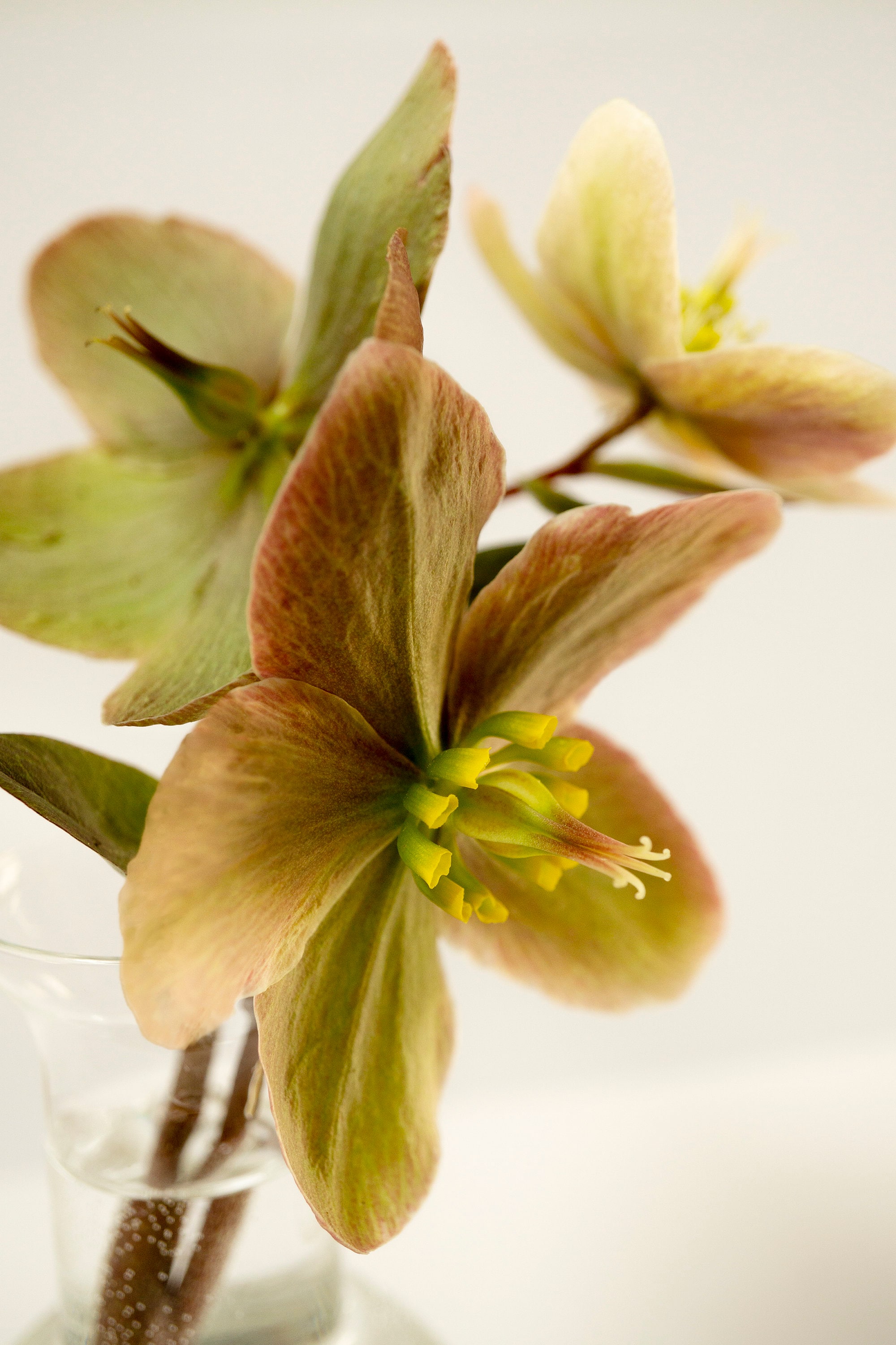 Three Hellebores in a Vase Photograph, Flower Arrangement, Flower Group ...