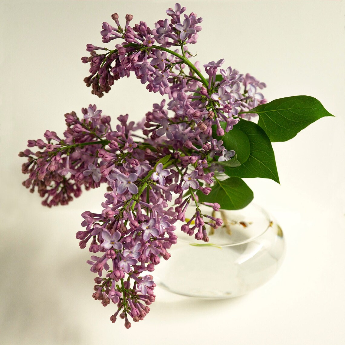 Lilac in a Clear Vase Photograph, Purple Lilac Picture, Spring Flower ...