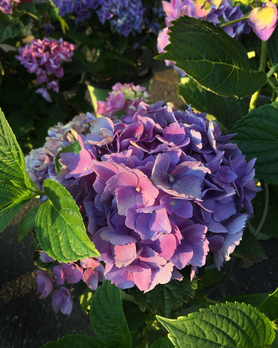 Pink Hydrangea Photo, Purple Hydrangea Fine Art Photograph, Hydrangea ...
