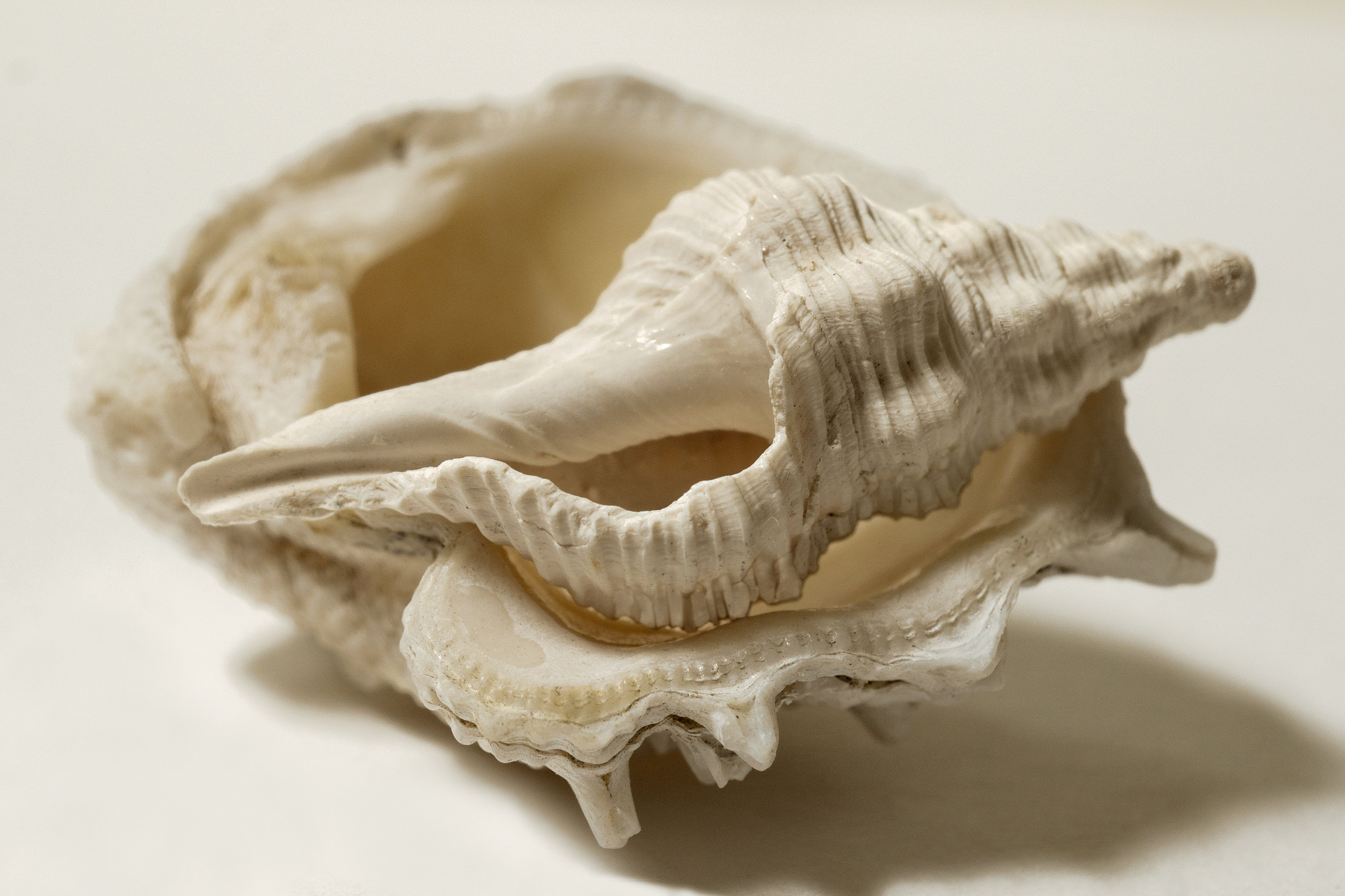 Two Shells Photograph, Florida Sea Shells, White on White Theme, Beach ...